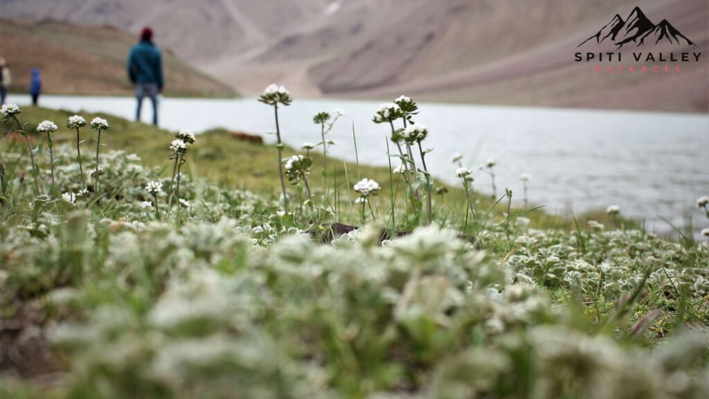 Chandratal in September – Weather, Camping & Complete Travel Guide (2026)
